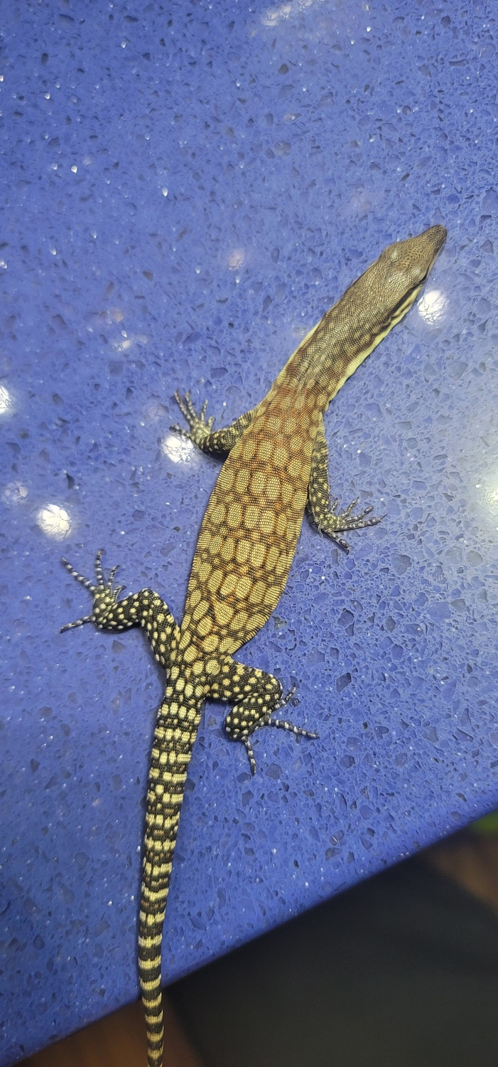 Kimberley Rock Monitor Varanus Gluaerti Other Monitor by NV Reptiles ...