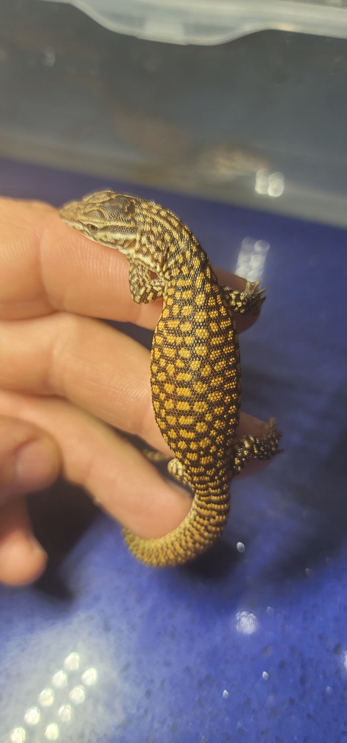Red Ackie Monitor by NV Reptiles - MorphMarket