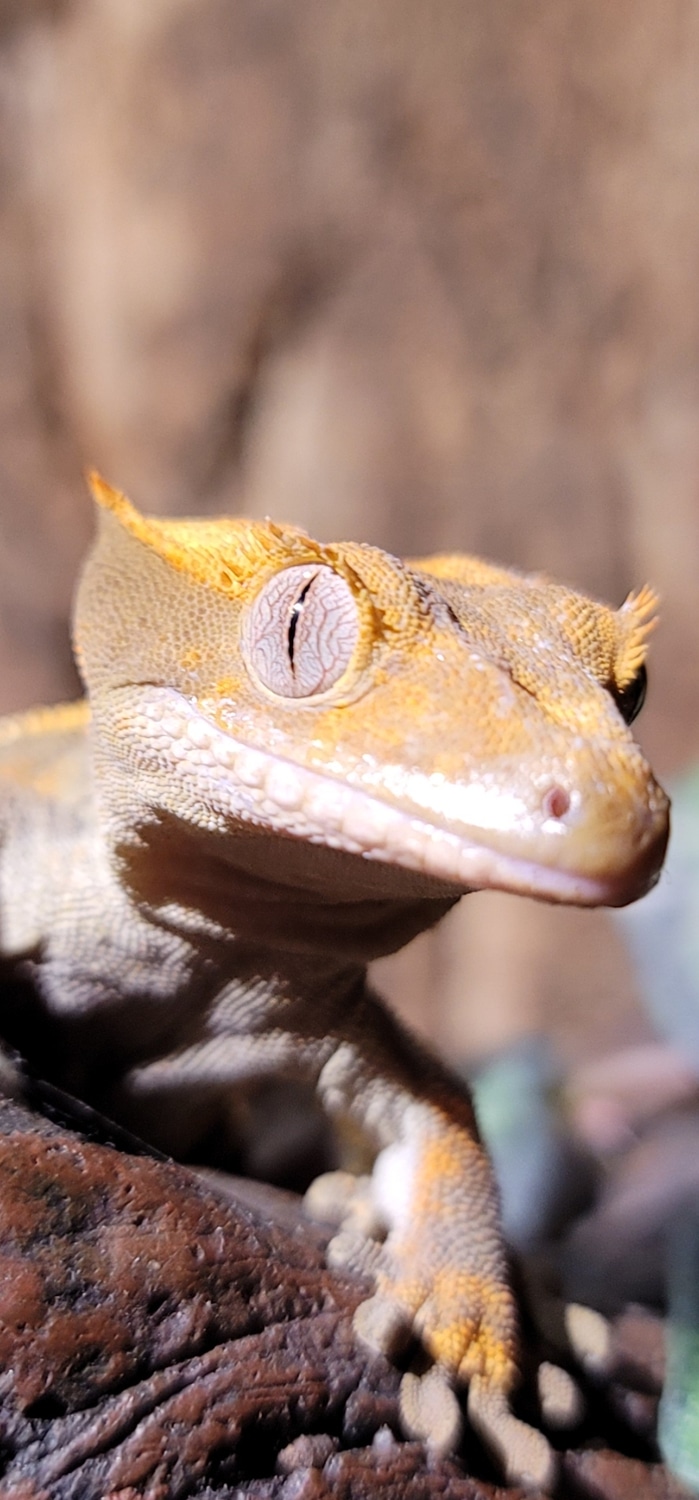 Other Monitor Clutch: 22-1 by NV Reptiles - MorphMarket