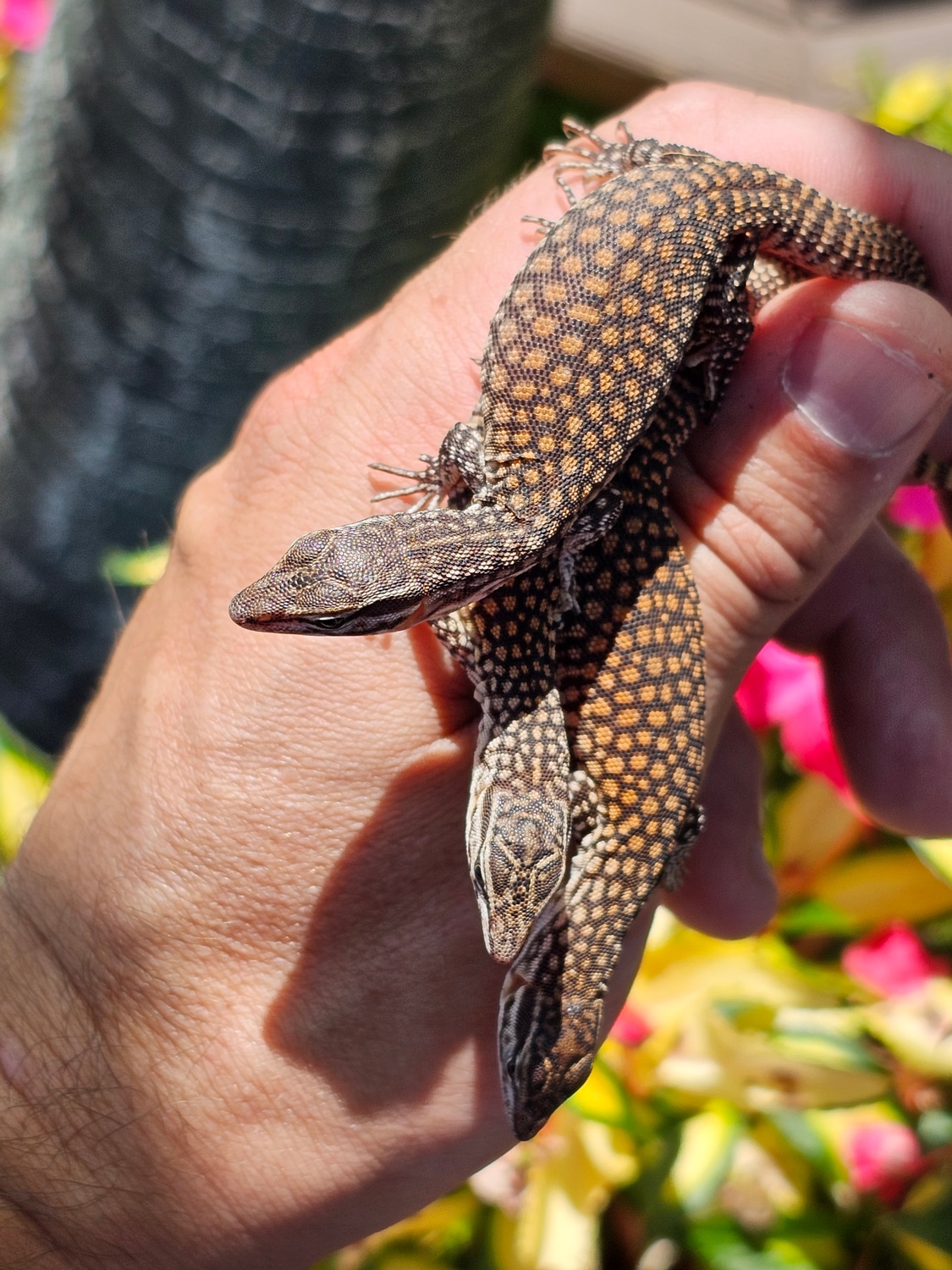 Red Ackie Spiny-Tailed Monitor by NV Reptiles - MorphMarket