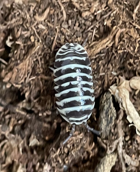 15 Zebra Isopods by Ethan’s Exotics And Botanical Biome