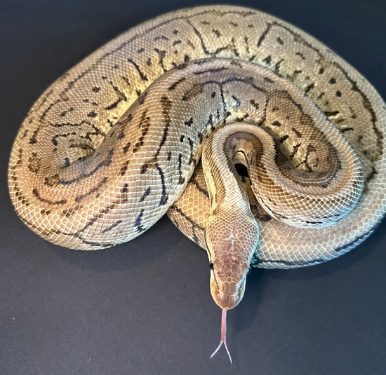 Leopardblast (Leopard Pastel Pinstripe) - Adult Female Ball Python by ...