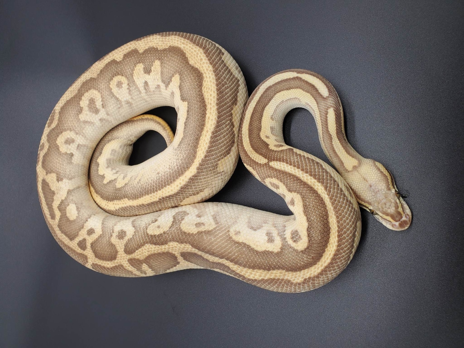 Leopard Lesser Pastel Ball Python by E & S Royals - MorphMarket