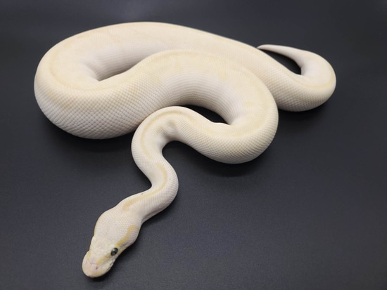 Phantom Lesser Enchi Ball Python by E & S Royals