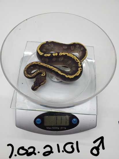 Ghi Mohave Ball Python by Holden’s Ball Pythons