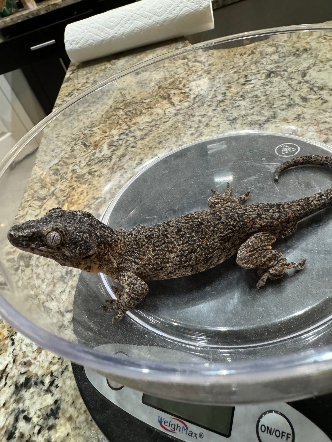 Reticulated / Orange Spot Gargoyle Gecko by Oside Geckos - MorphMarket