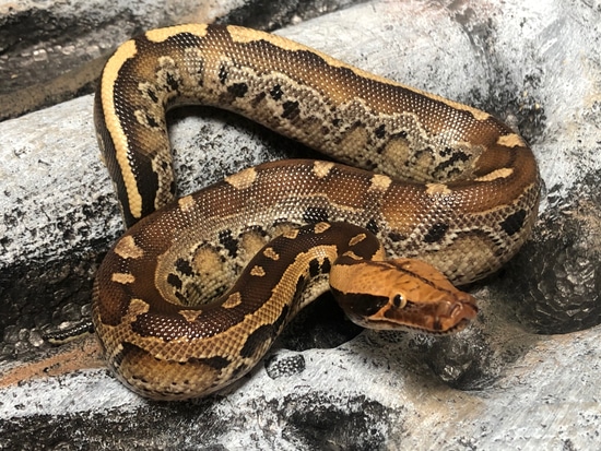 Borneo Short Tail Python Borneo Short-Tailed Python by East Bay Vivarium