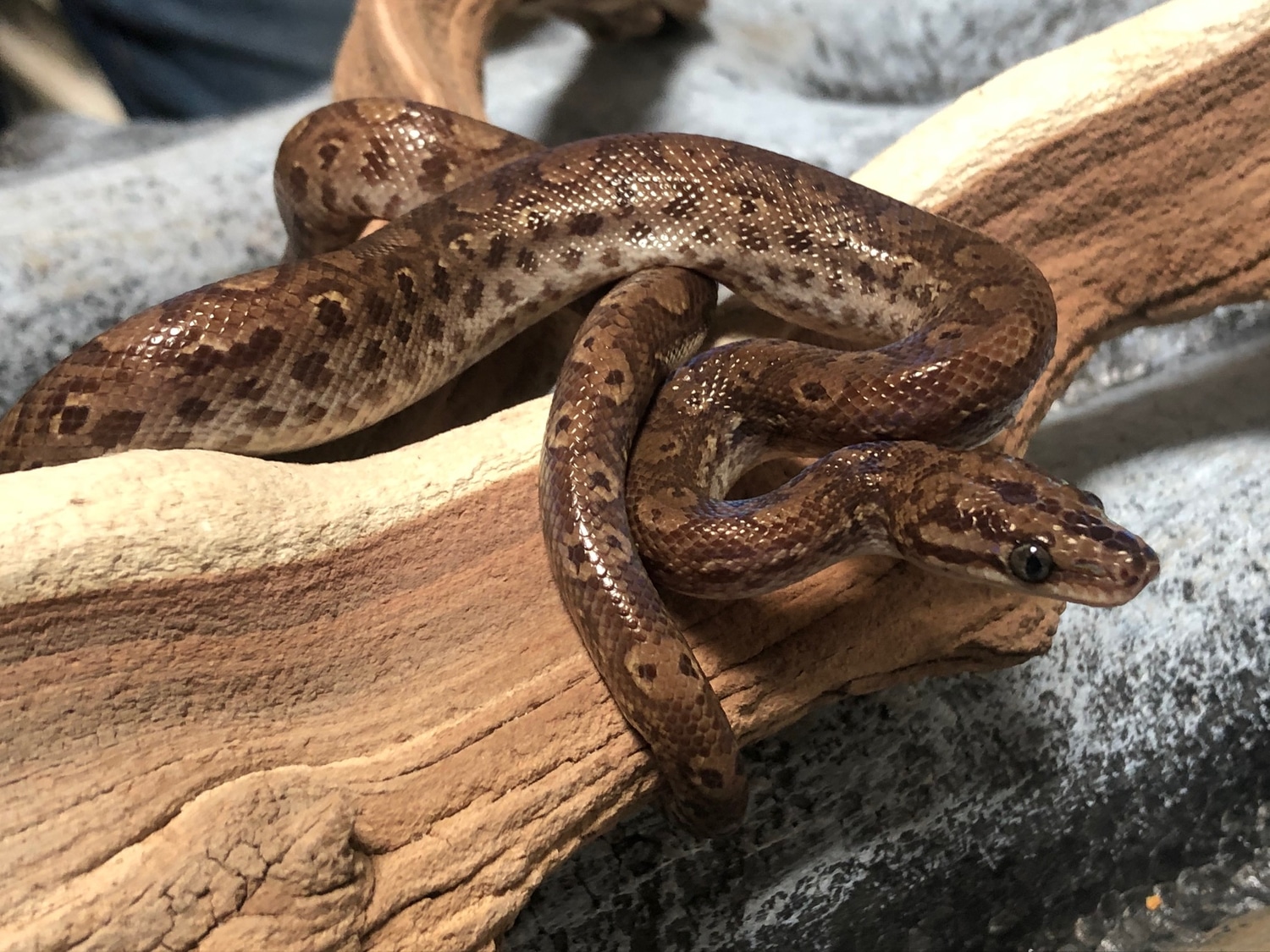 Het. Patternless Colombian Rainbow Boa by East Bay Vivarium - MorphMarket