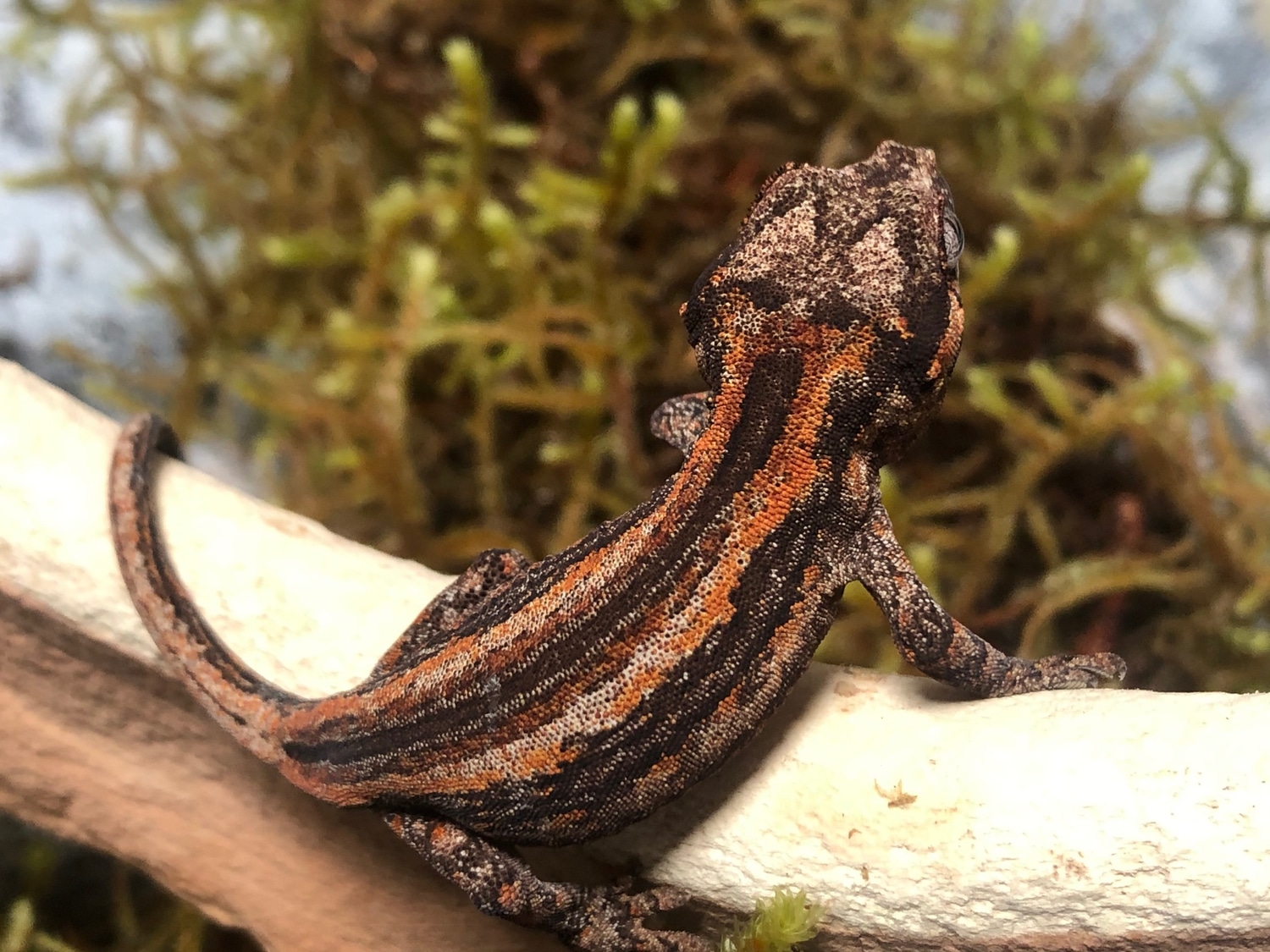 Orange/Red Stripe Gargoyle Gecko by East Bay Vivarium - MorphMarket