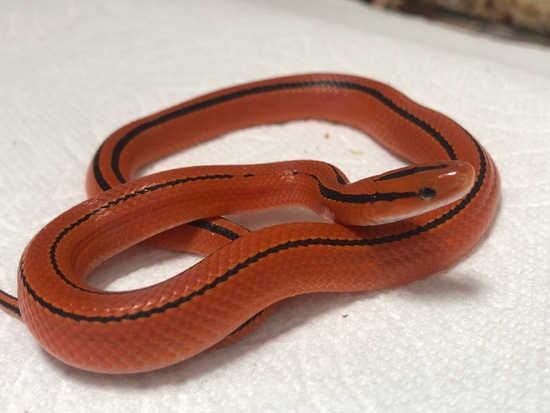 Bamboo Rat Snake (Coxi) by East Bay Vivarium
