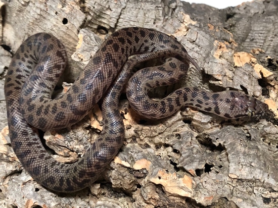 Spotted Pythons by East Bay Vivarium