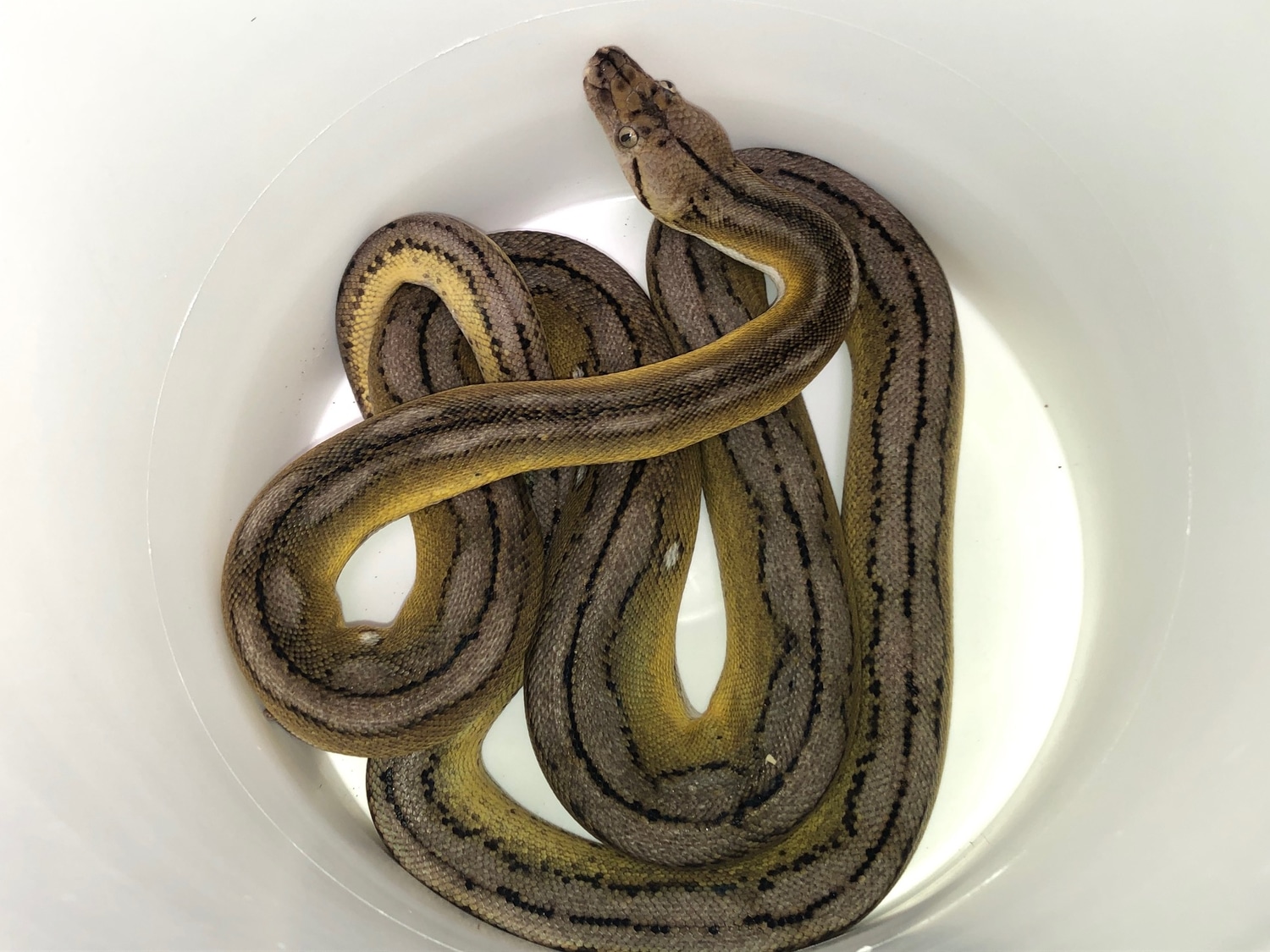 Platinum Motley Sun Tiger Het. Albino Reticulated Python by East Bay ...