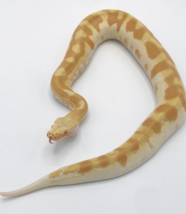 T-Negative Blood Python by East Bay Vivarium - MorphMarket