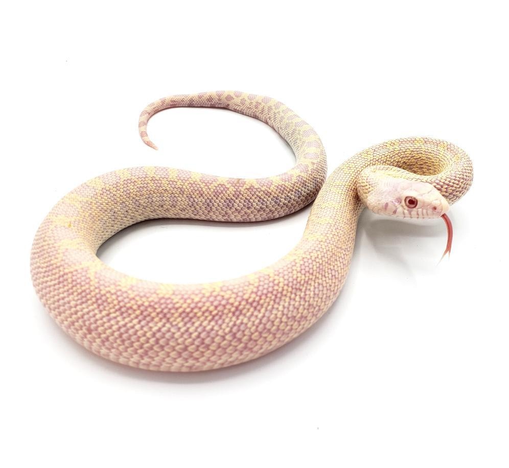 Snow Bullsnake by East Bay Vivarium - MorphMarket
