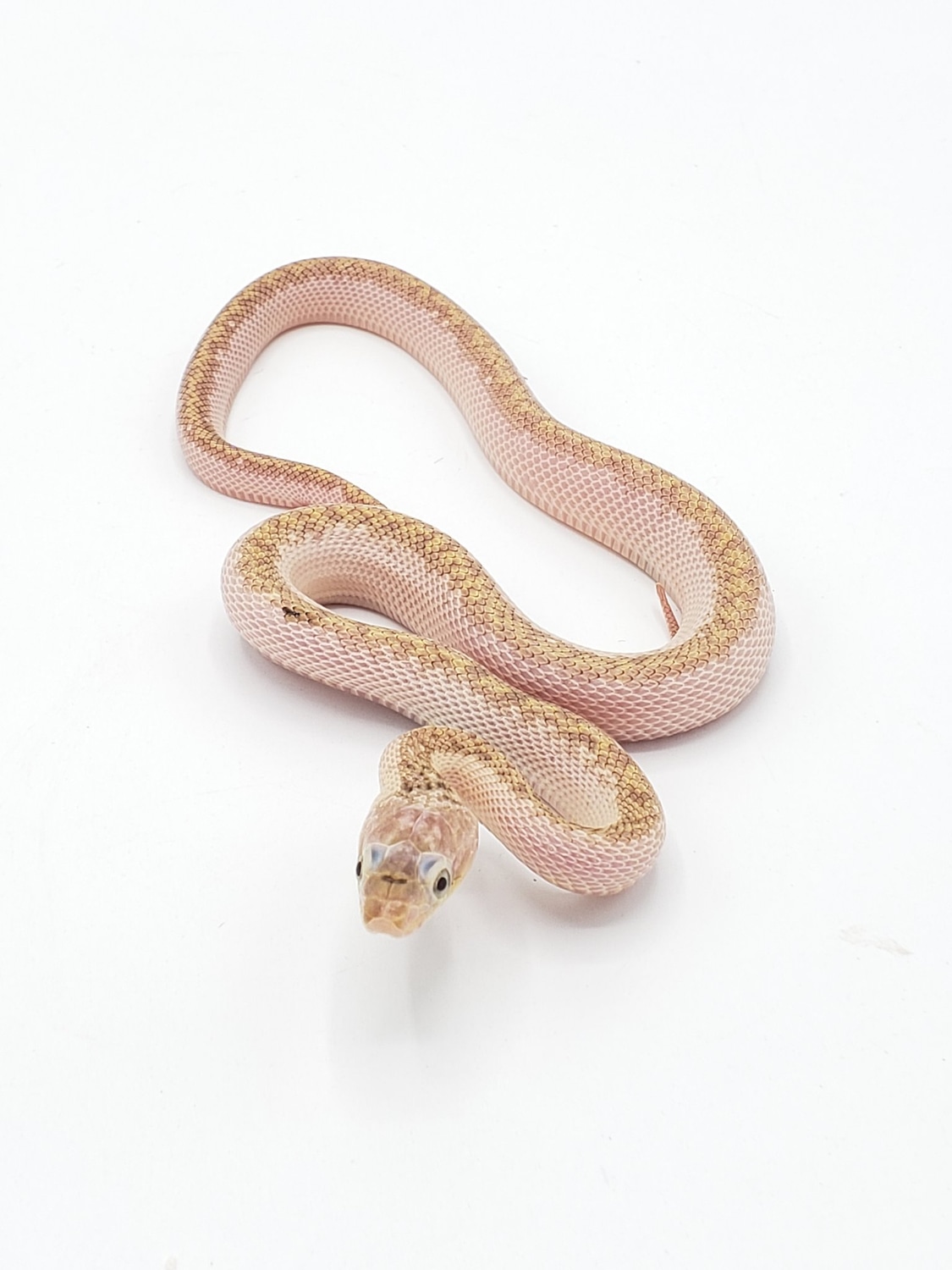 White Sided Rat Snake Western Rat Snake by East Bay Vivarium - MorphMarket