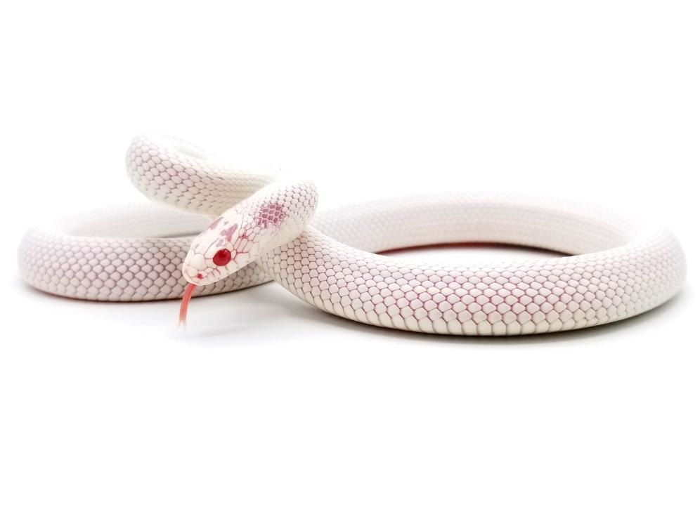 Albino High White King Snake Male California Kingsnake by East Bay ...