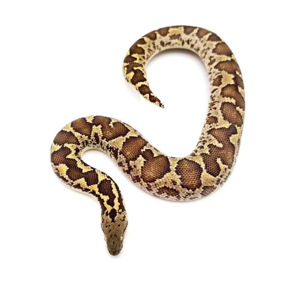 Rough Scale Sand Boa Rough-Scaled Sand Boa by East Bay Vivarium ...