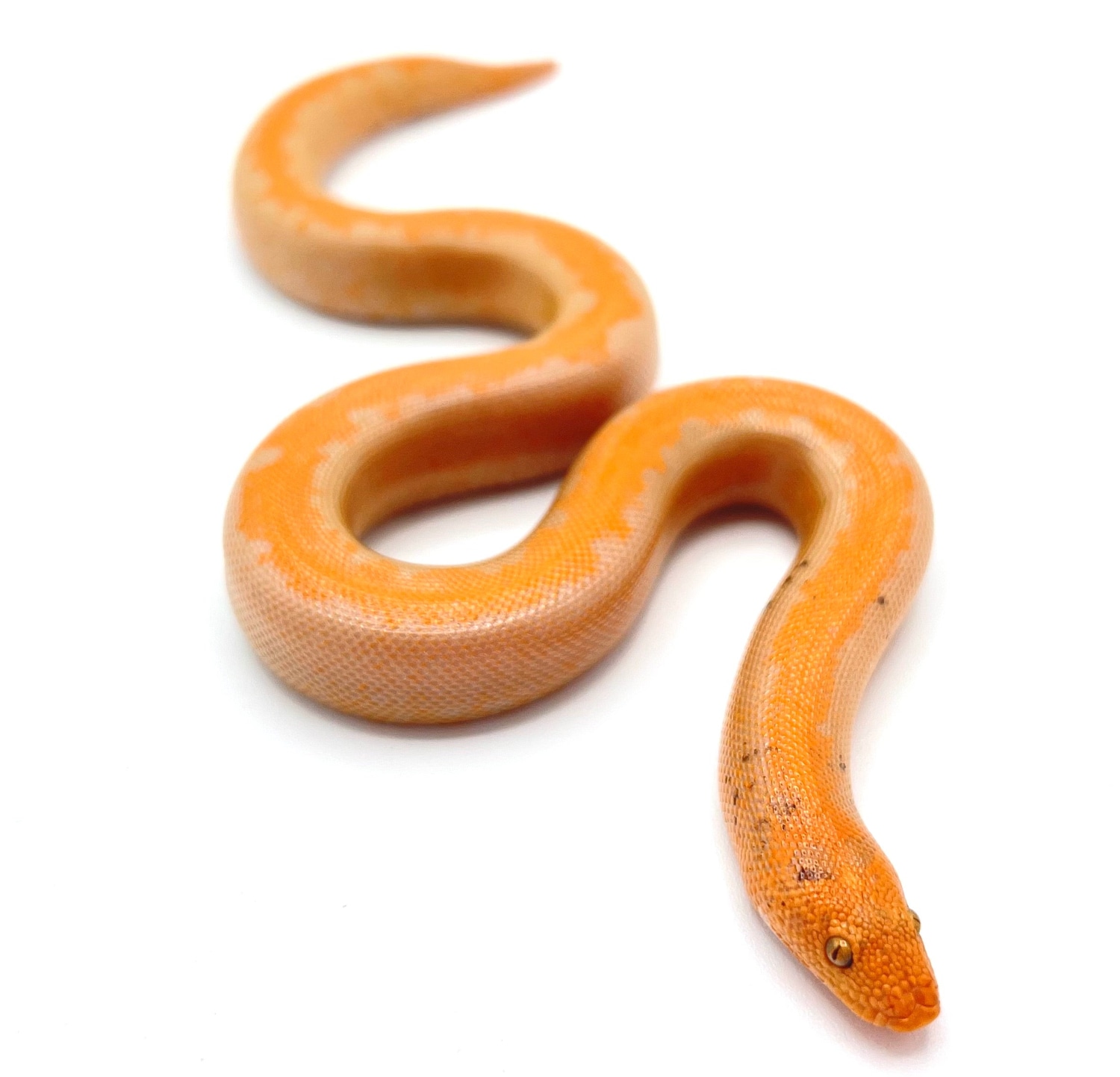 Albino Paradox Striped Kenyan Sand Boa by East Bay Vivarium - MorphMarket