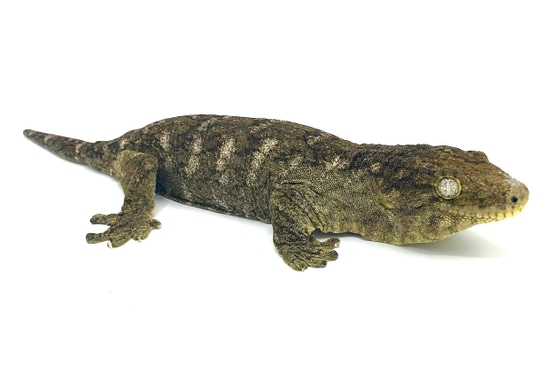 Moro Island Leachie Leachianus Gecko by East Bay Vivarium