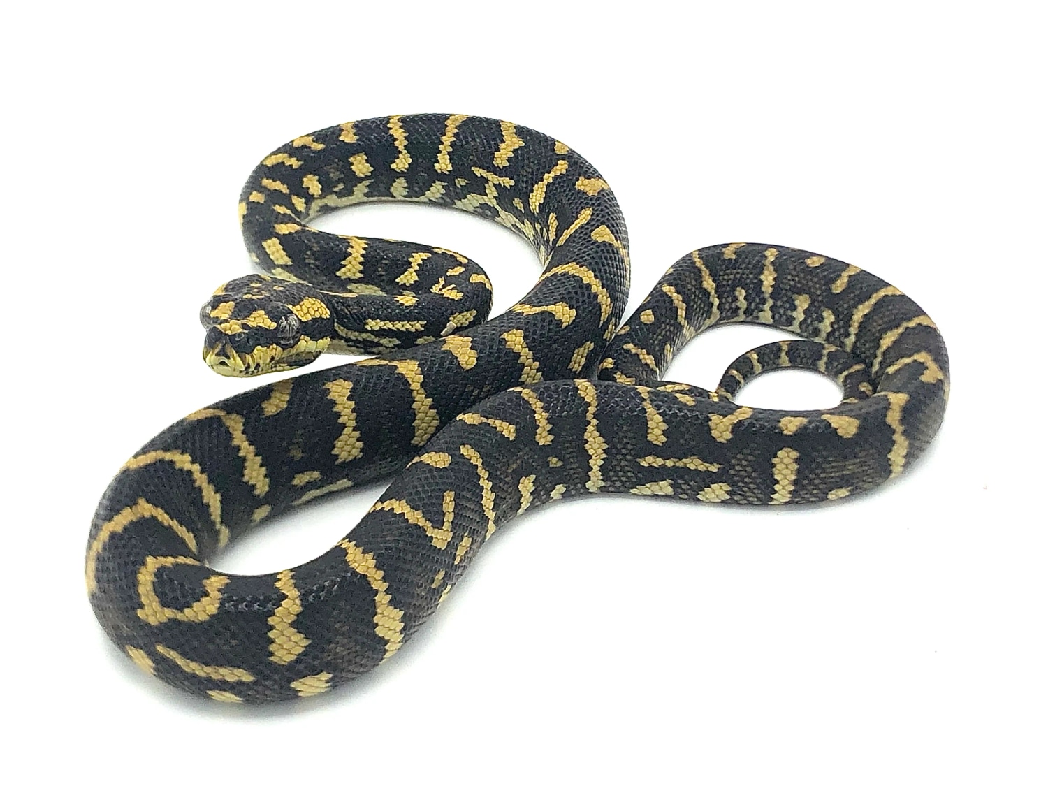 Jungle Carpet Python by East Bay Vivarium - MorphMarket
