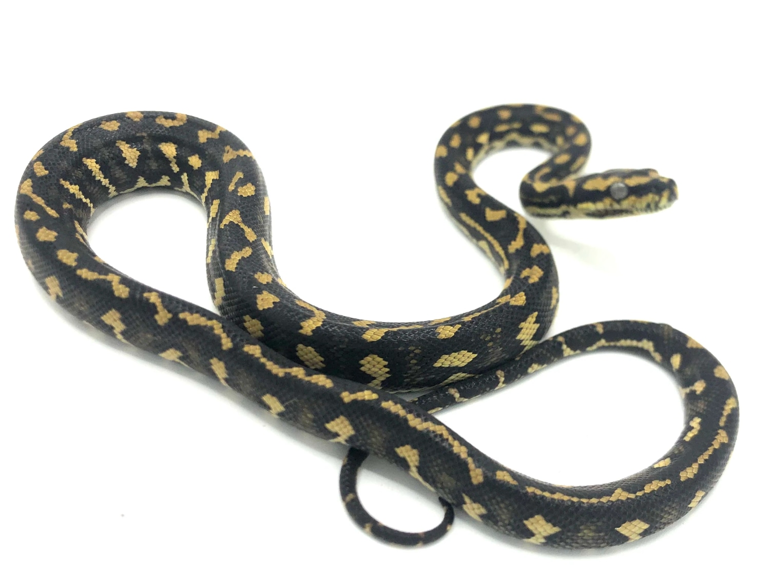 Jungle Carpet Python by East Bay Vivarium - MorphMarket
