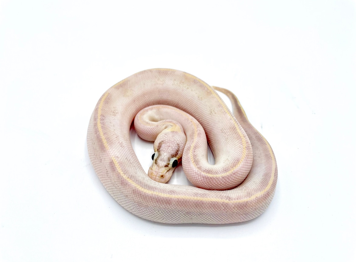 Super Pastel Highway Ball Python by East Bay Vivarium - MorphMarket