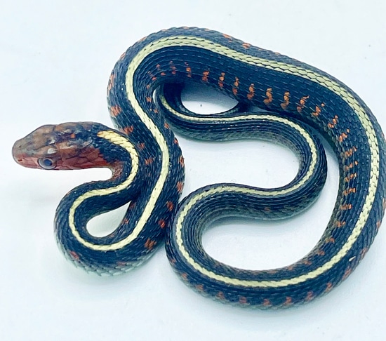 Oregon Red Spotted Garter Garter Snake by East Bay Vivarium