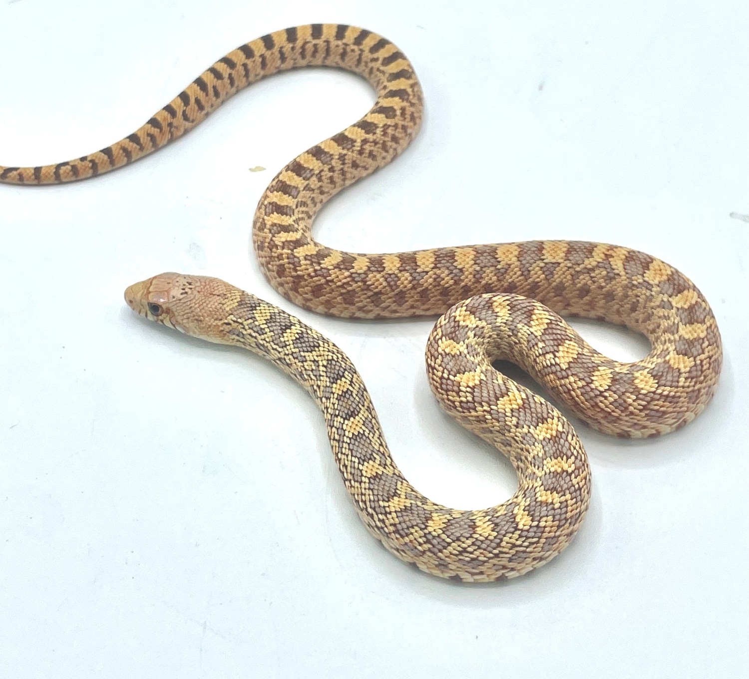 Hypomelanistic Het Albino 50% Pos Het Patternless Bullsnake by East Bay ...