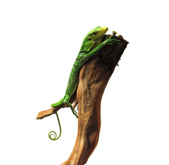 Green Tree Monitor by East Bay Vivarium