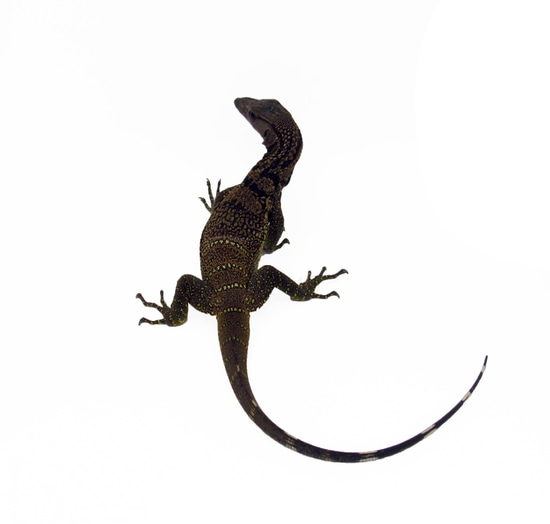 Black Rough Neck Monitor Black Roughneck Monitor by East Bay Vivarium