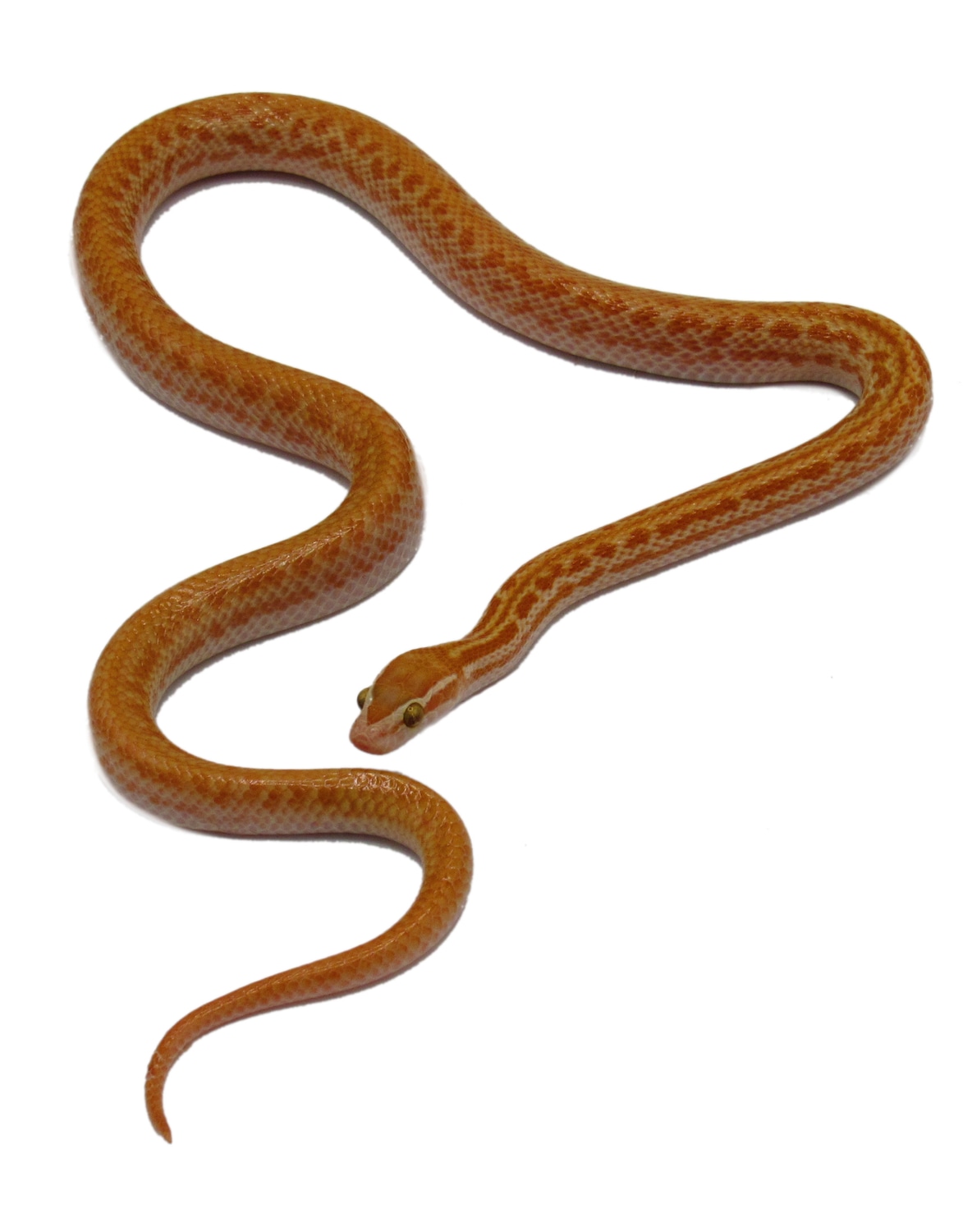 Albino House Snake by East Bay Vivarium - MorphMarket