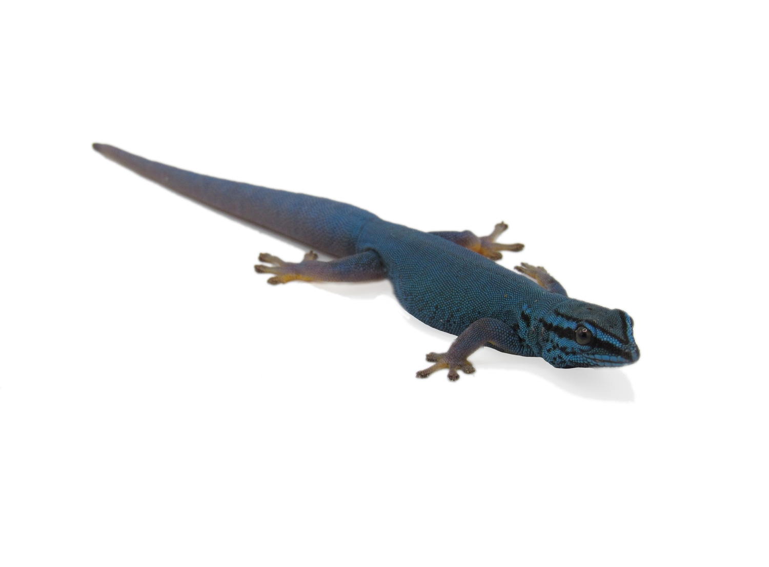 Electric Blue Day Gecko by East Bay Vivarium - MorphMarket