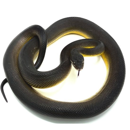 Australian Water Python by East Bay Vivarium