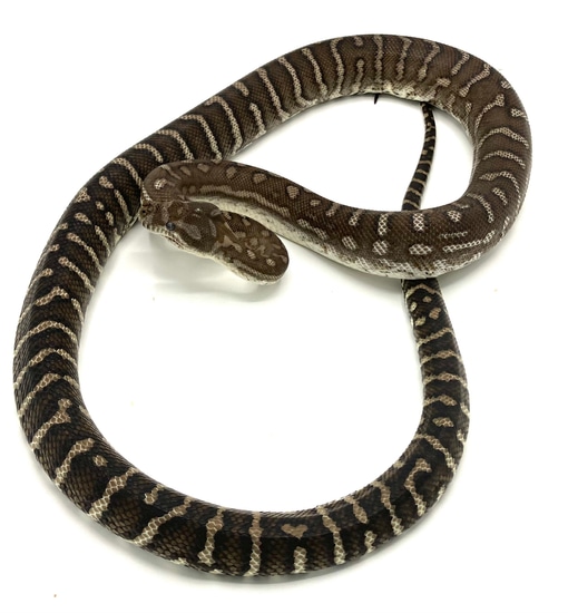 Bredl’s Python Centralian Carpet Python by East Bay Vivarium