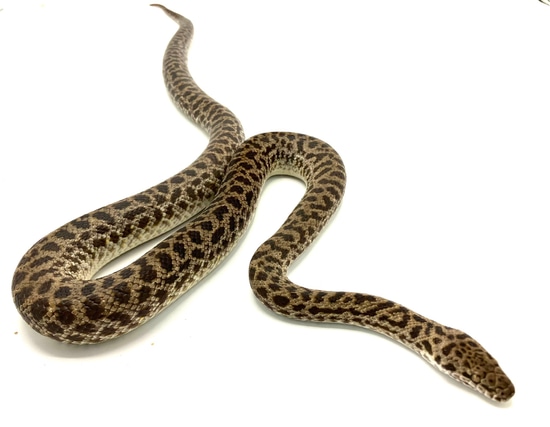 Spotted Python by East Bay Vivarium