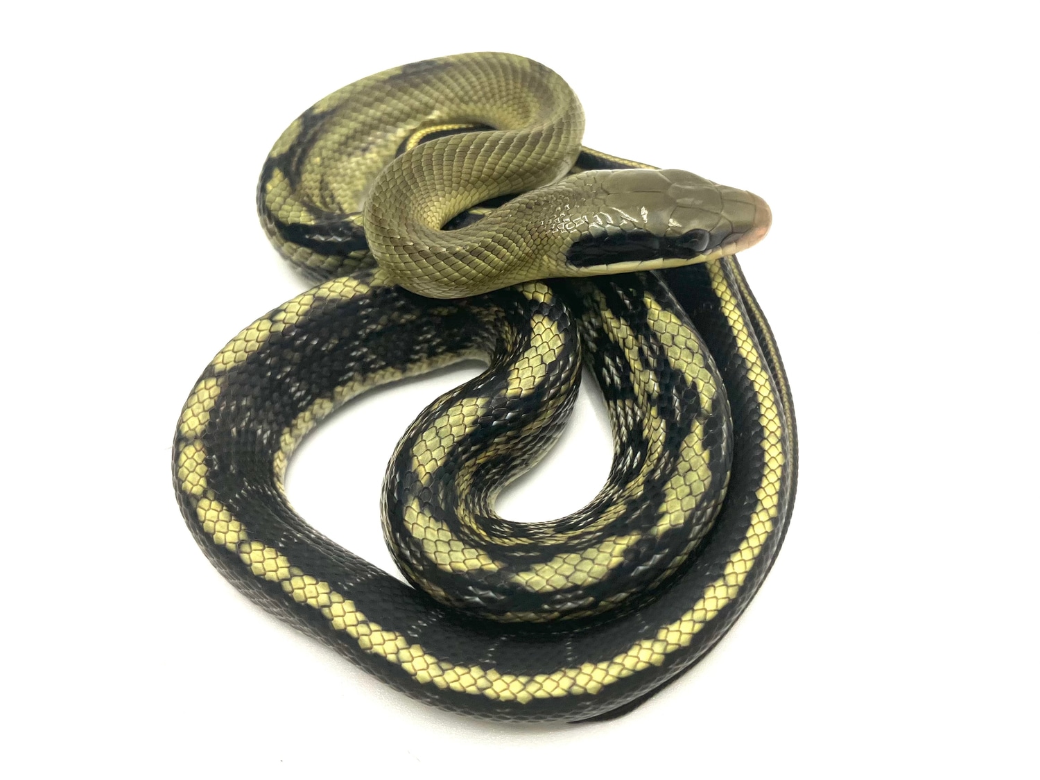 Vietnamese Blue Beauty Rat Snake by East Bay Vivarium - MorphMarket