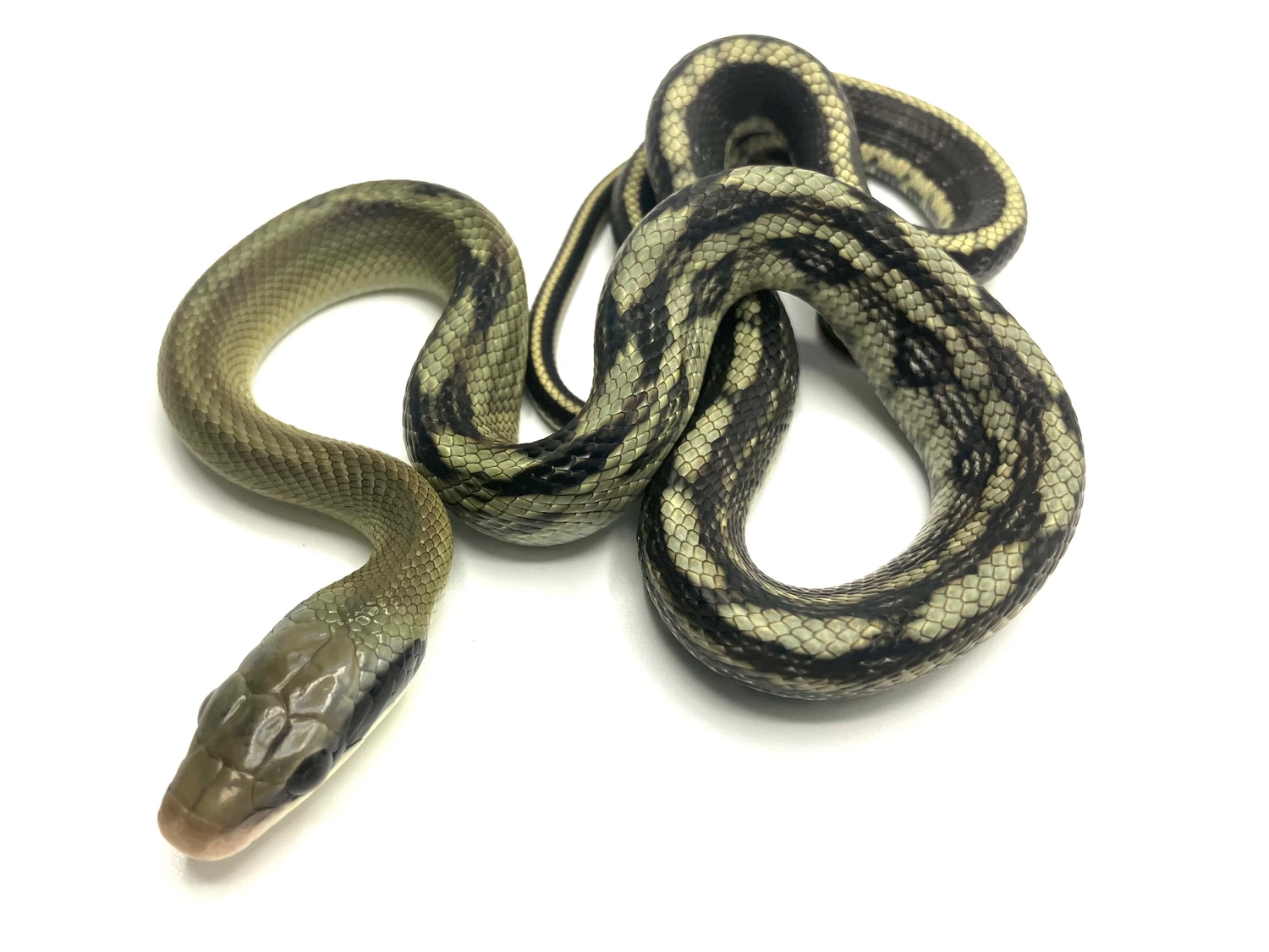 Vietnamese Blue Beauty Rat Snake by East Bay Vivarium - MorphMarket