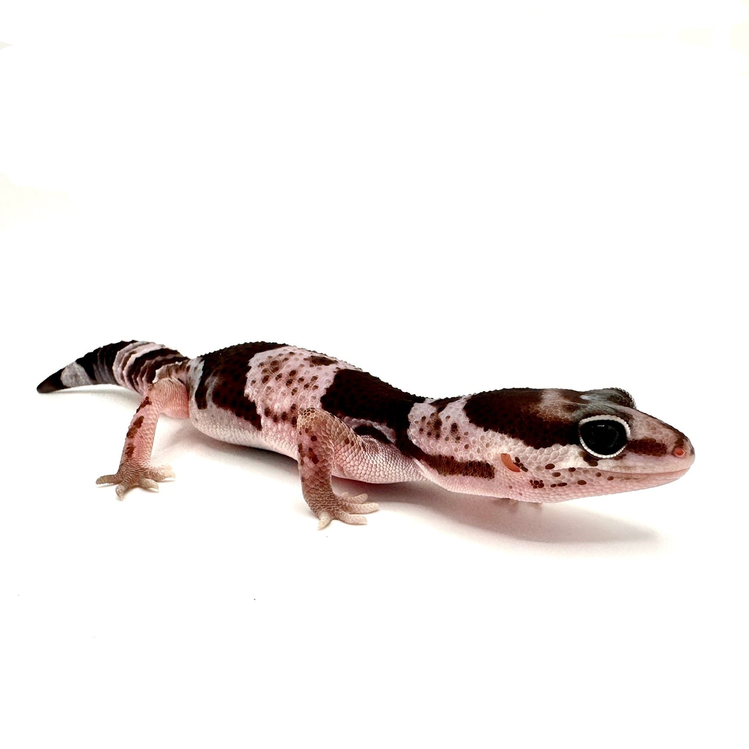 African Oreo Het Zulu African Fat-Tailed Gecko by East Bay Vivarium ...