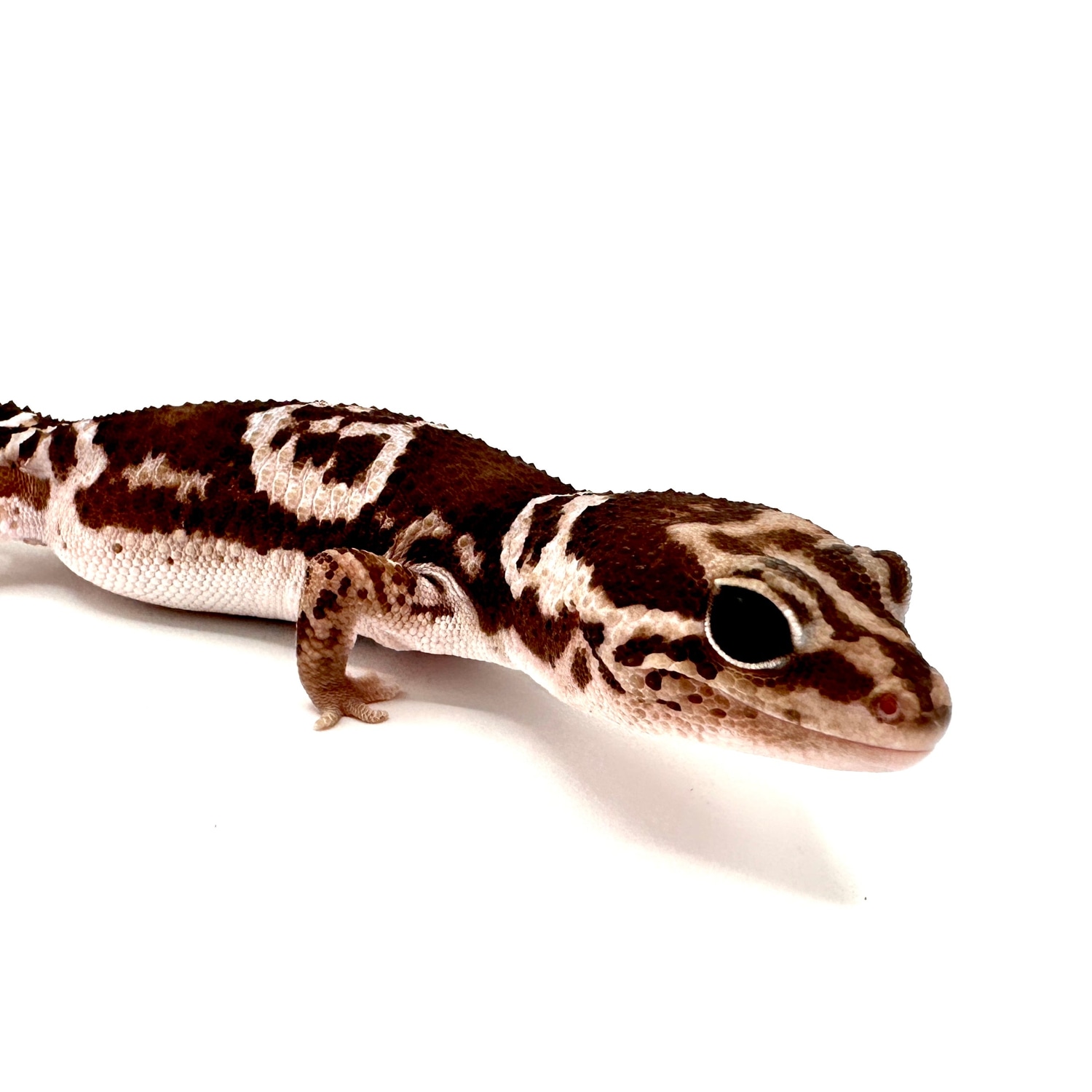 African Oreo Het Ghost, Patt, Caramel, Zulu African Fat-Tailed Gecko by ...