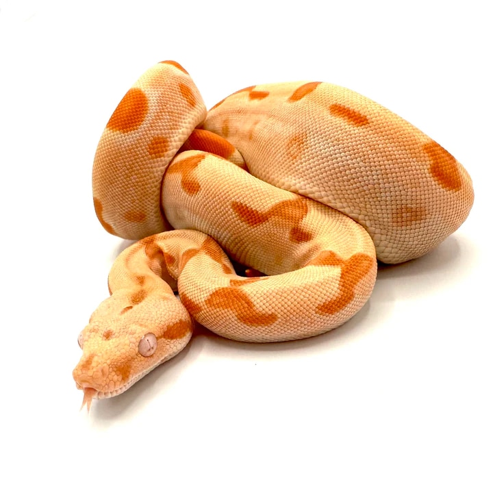 Sunglow Boa Constrictor by East Bay Vivarium - MorphMarket