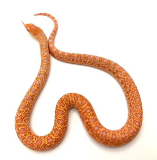 Red Albino Bull Snakes Bullsnake by East Bay Vivarium