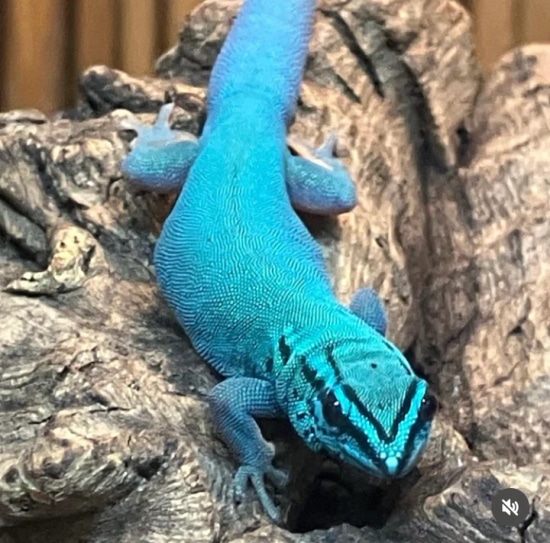Electric Blue Williamsi Day Gecko by East Bay Vivarium