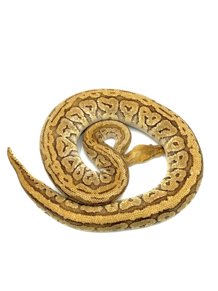 Jigsaw Sulfer Ball Python by East Bay Vivarium - MorphMarket