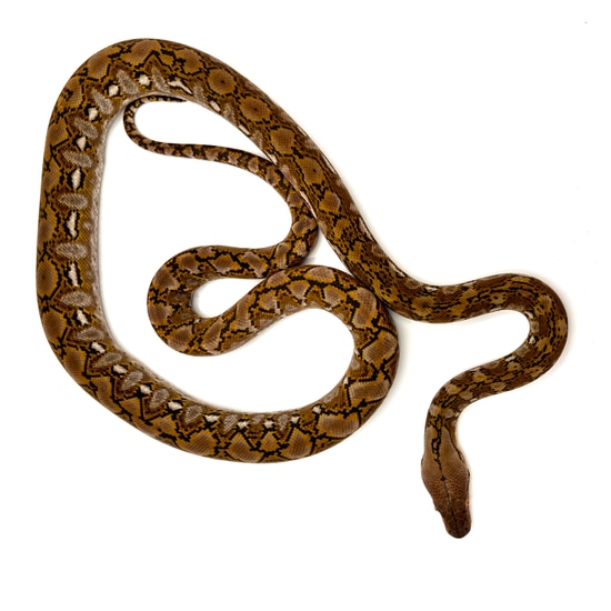 Kalatoa Super Dwarf Reticulated Python by East Bay Vivarium