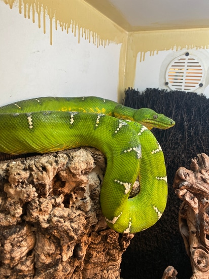 Northern Emerald Tree Boa by East Bay Vivarium