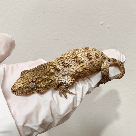 Moro Island Leachie Gecko Leachianus Gecko by East Bay Vivarium