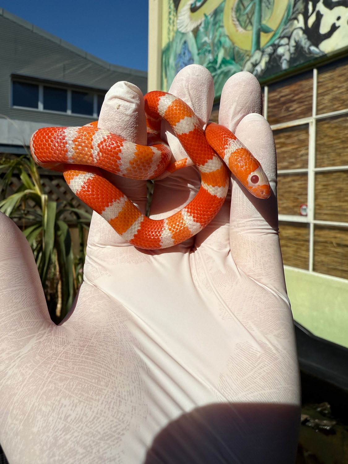 Tangerine Albino Honduran Milk Snakes