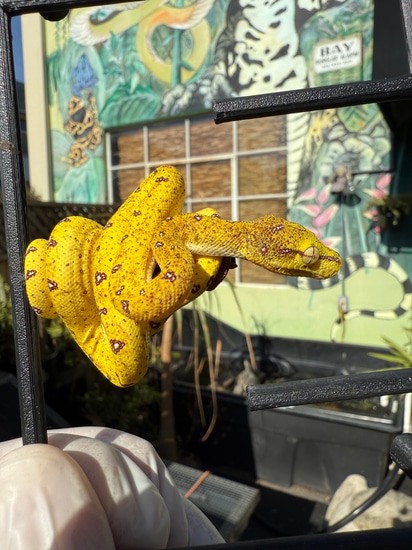 USCBB Pure Aru Green Tree Python by East Bay Vivarium