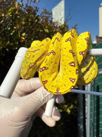 USCBB Maniak (Manok / Biak) Green Tree Python by East Bay Vivarium