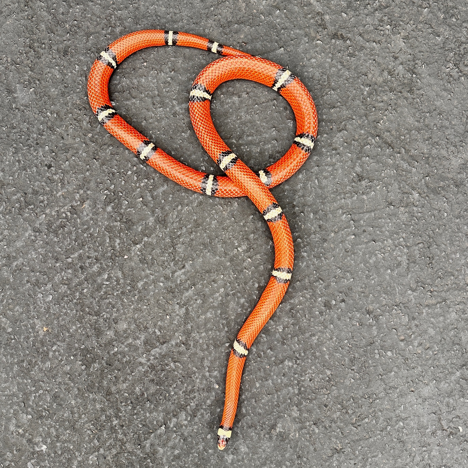 Cosala Sinaloan Milksnake